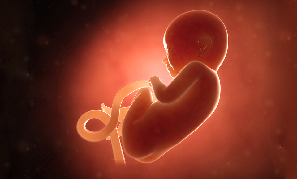 Grossesse mois par mois : le développement foetal - BioTexCom - Centre ...